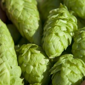 The IPA Grower Kit | Buy Hop Rhizomes