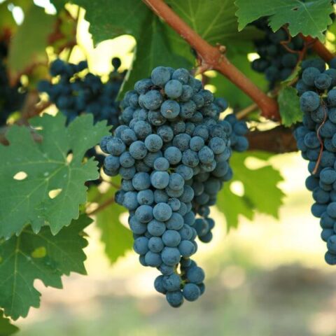 Cabernet Sauvignon – Grafted Grapevine | Buy Hop Rhizomes